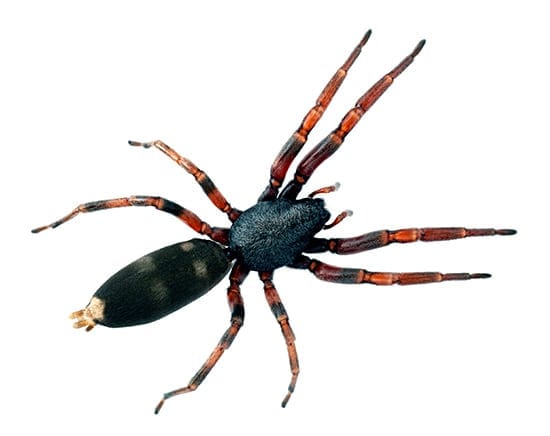 PestAway Australia | whitetailed-spider1 - PestAway Australia